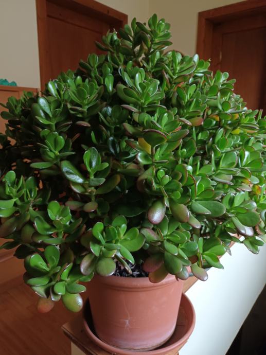 Tolstica, krasula, Crassula ovata