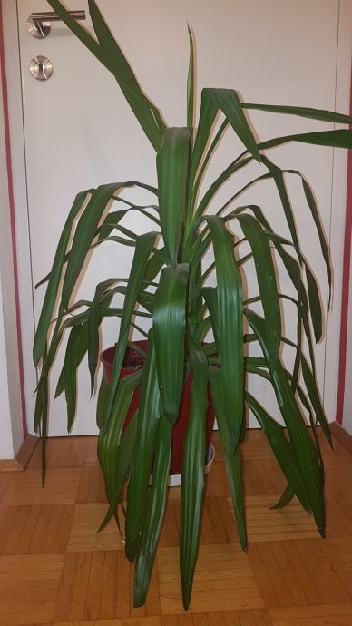 UGODN: zelena lončnica/roža/rastlina Palma cca 100 cm