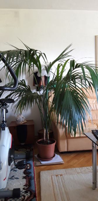 Prodam sobno palmo, podarim voščenko ALI alokazijo