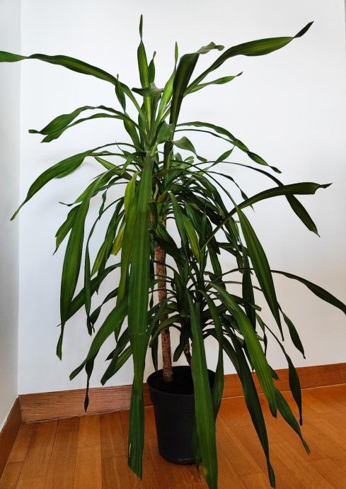 Zelena rastlina Dracena