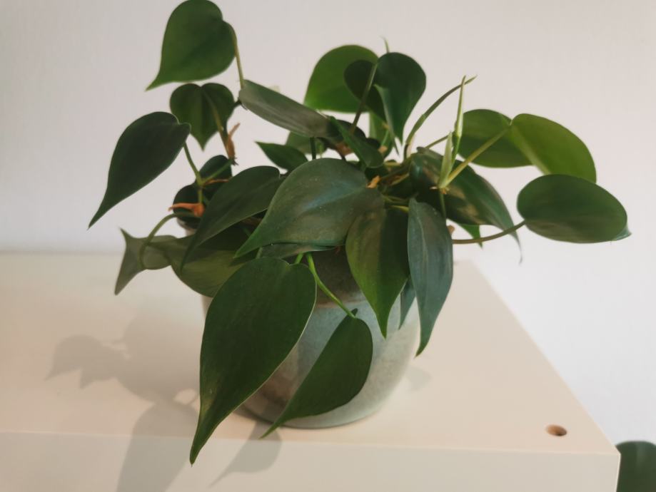 Zelene sobne rastline