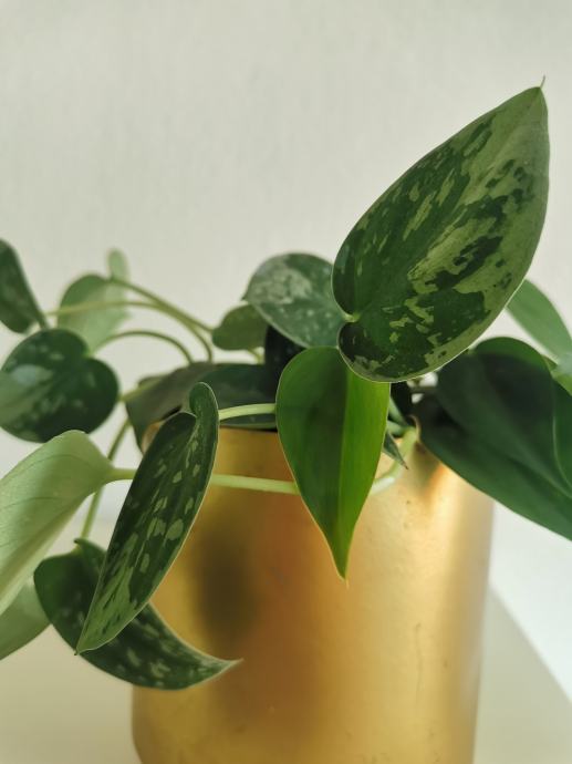 Zelene sobne rastline