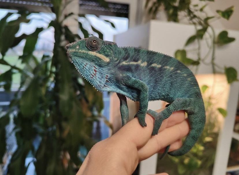 Panterjev kameleon z terarijom in dodatki
