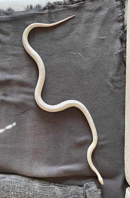 Ameriški gož albino (samica in samec)