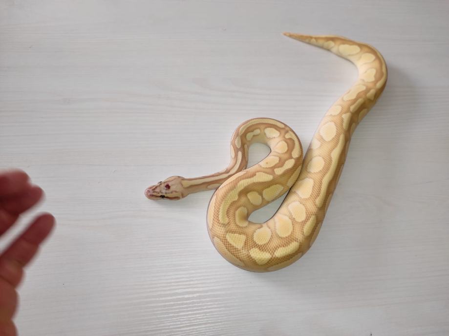 Ball python 1.0 banana lesser super pastel 50% het clown