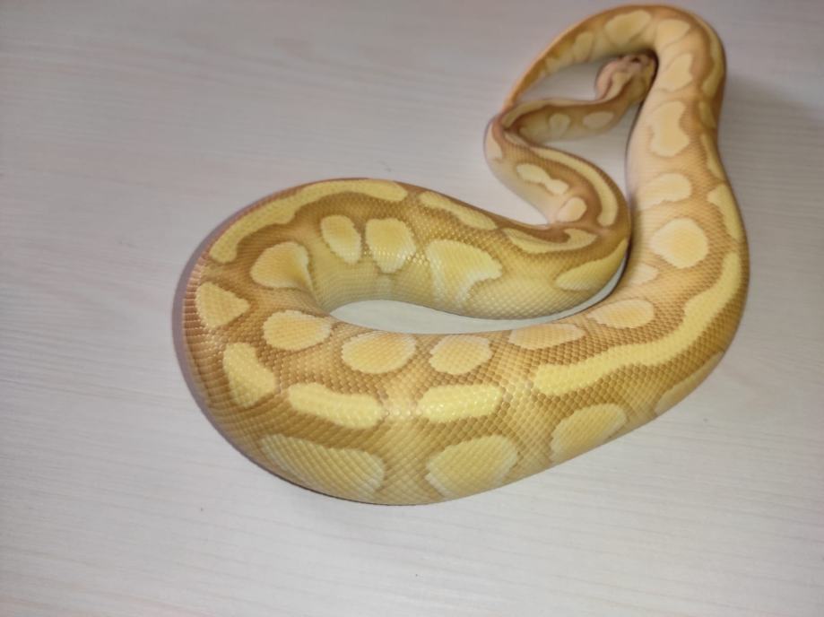 Ball python 1.0 banana lesser super pastel 50% het clown