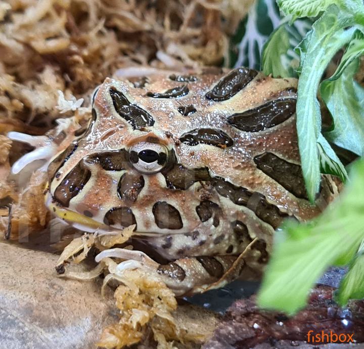 Ceratophrys cranwelli / Cranwells horned frog - Pacman COFFEE