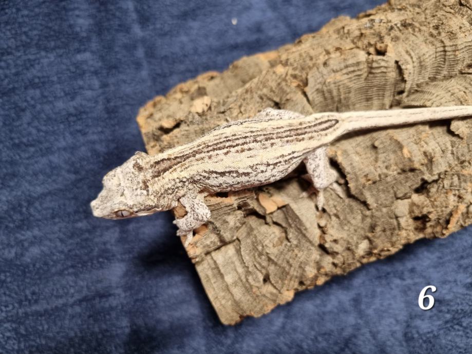 Gekoni - Rhacodactylus auriculatus