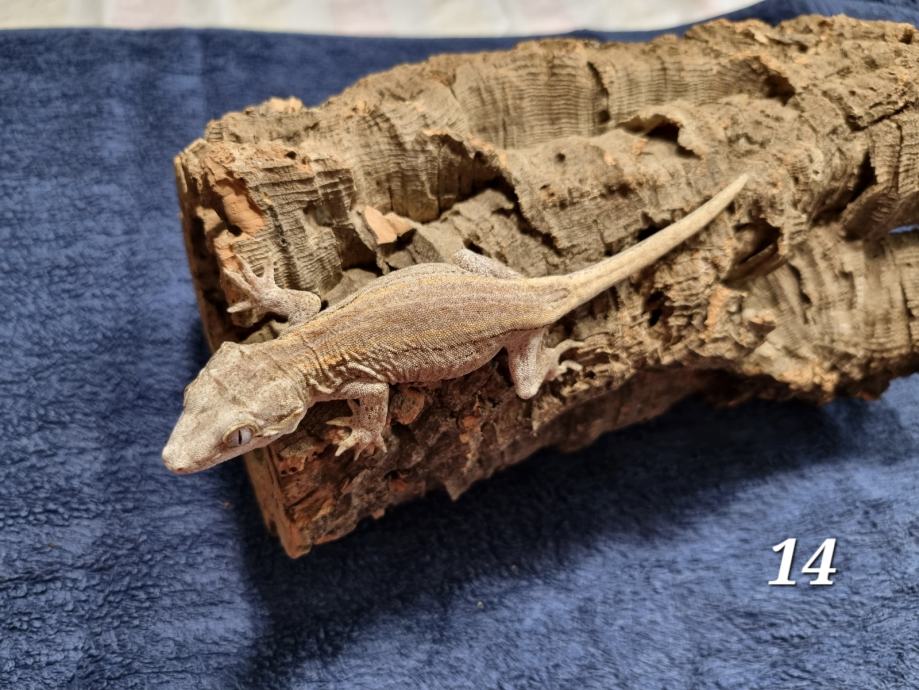 Gekoni - Rhacodactylus auriculatus