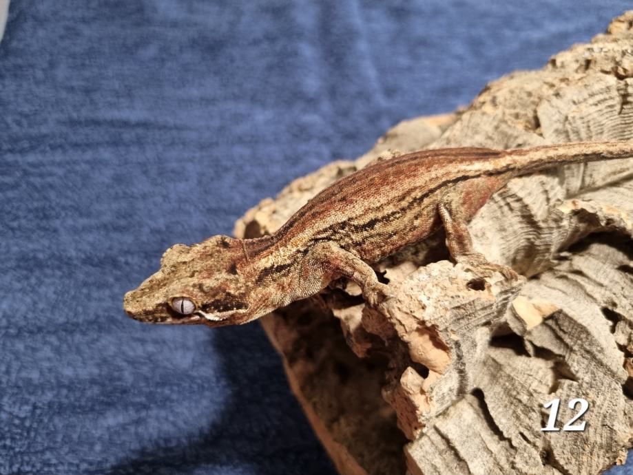 Gekoni - Rhacodactylus auriculatus