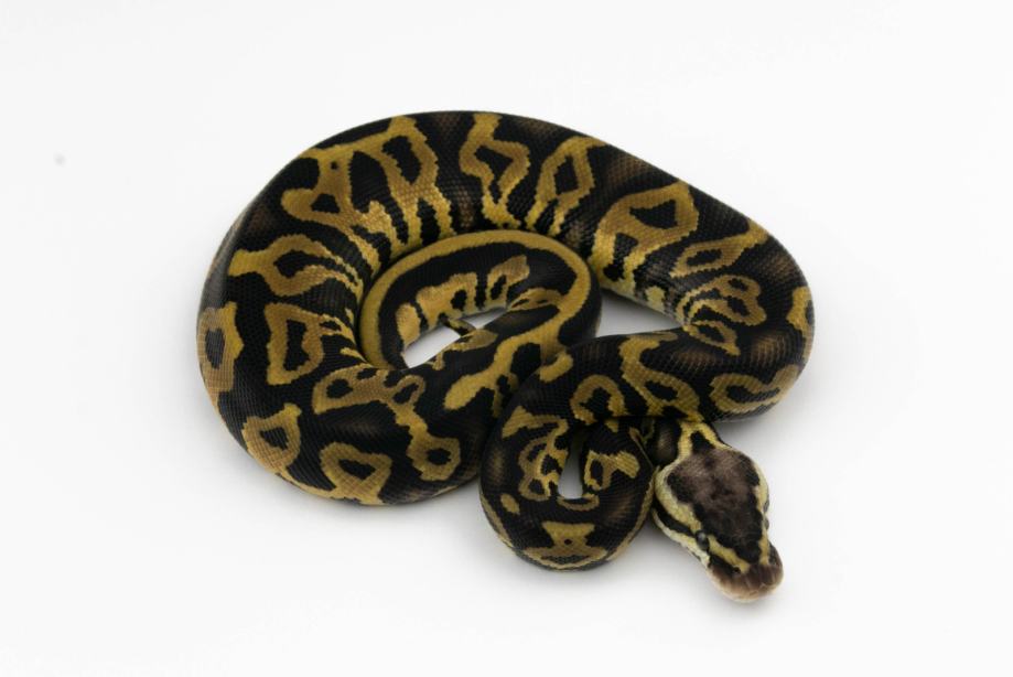 Kraljevi piton (Python regius) Pastel Leopard het Clown CB2021