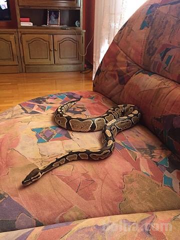 Kraljevi piton (Python regius)