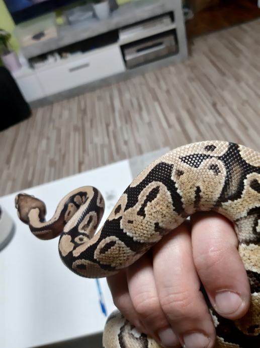 kraljevi piton royal regius barvna varianta fire