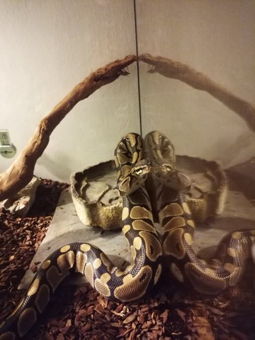 Kraljevi piton-samec
