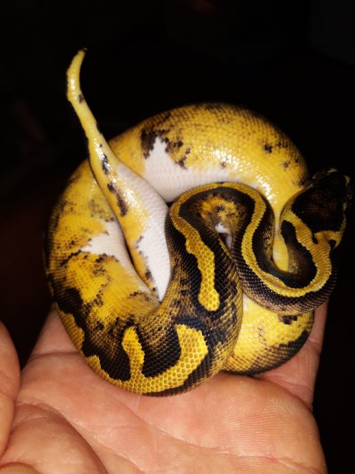 kraljevi piton- PIED pastel