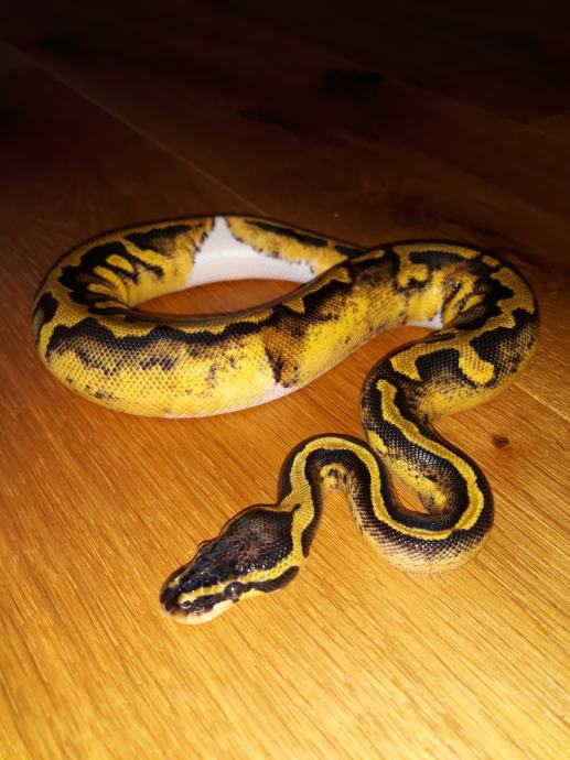 kraljevi piton- PIED pastel