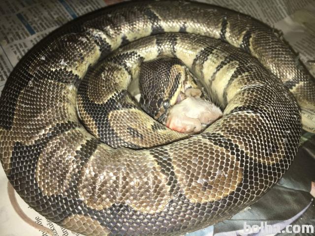 Kraljevi piton , prodam