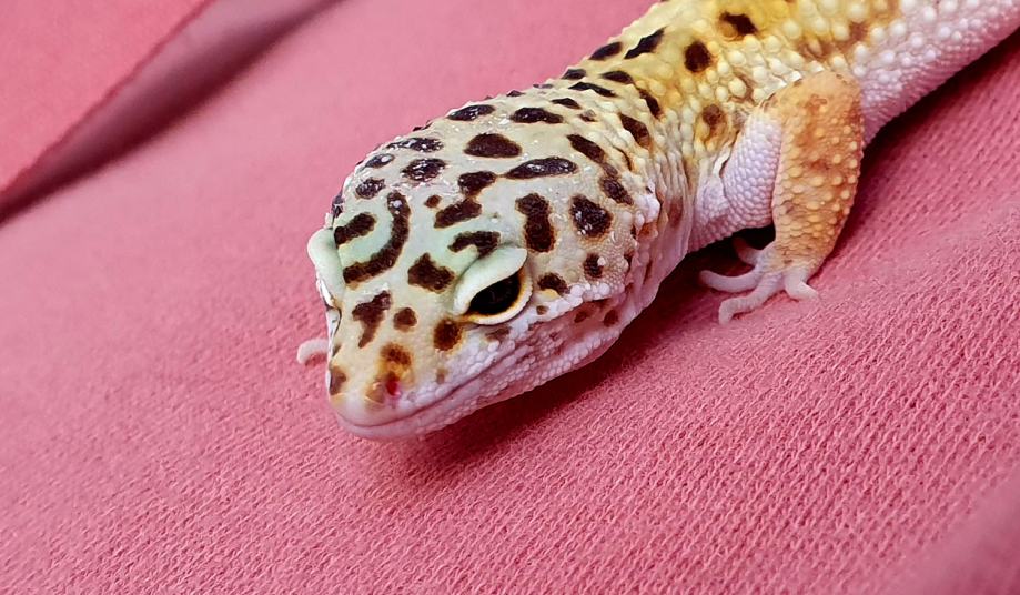 Leopardji gekon / leopard gecko