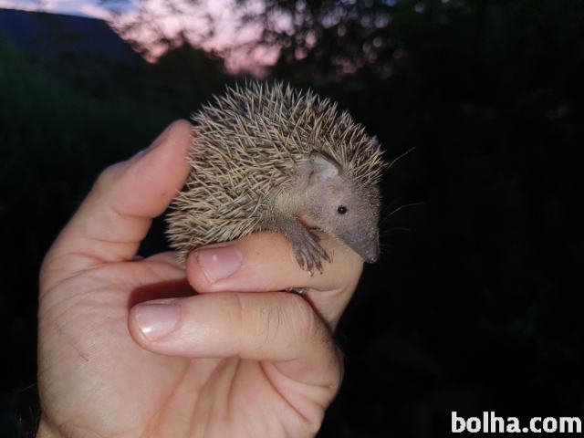 Mali madagaskarski tenrek