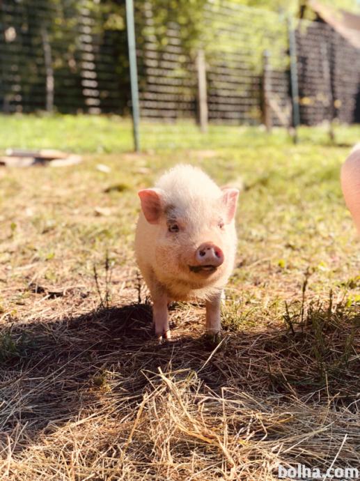 Mini prašiči za domači zoo