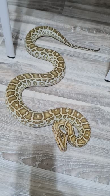 Python moluro