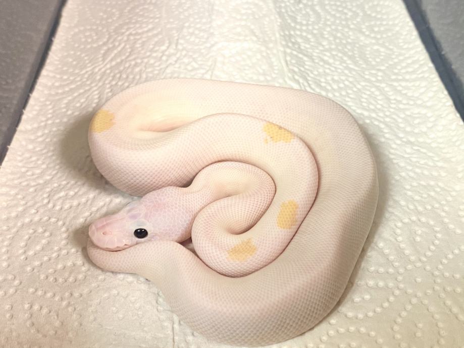 Python regius 1.0 Super Fire