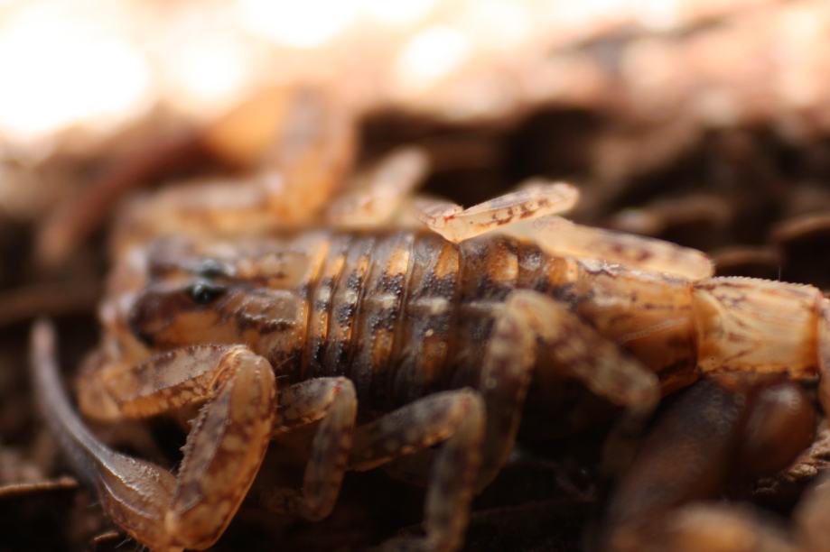 Skorpijoni tityus smithii