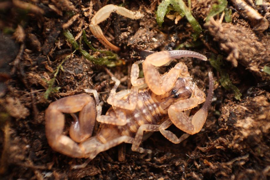 Skorpijoni tityus smithii