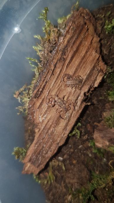 Skorpijoni tityus smithii