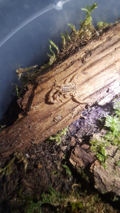 Skorpijoni tityus smithii