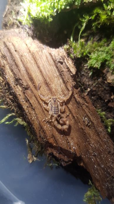 Skorpijoni tityus smithii
