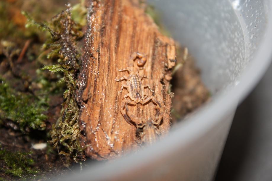 Skorpijoni tityus smithii