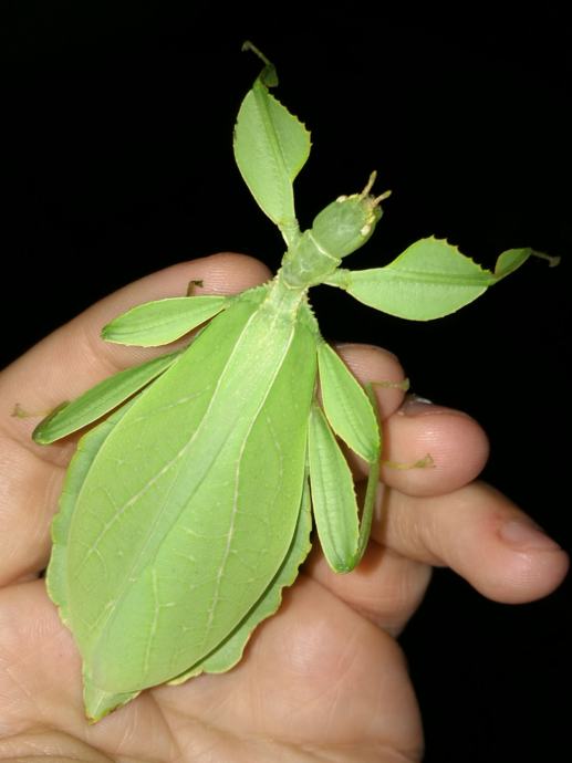 Živi list (Phyllium philippinicum)