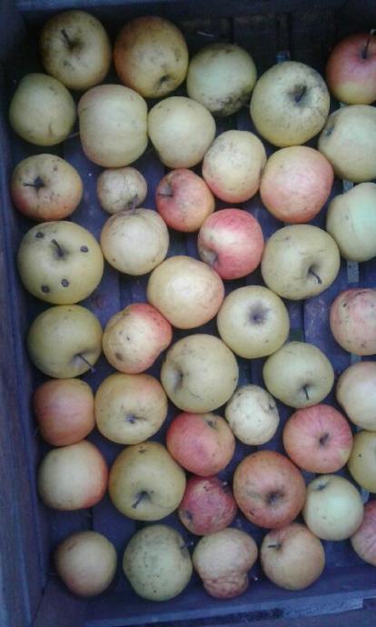 Jabolka domača bio, idared. jonagold, mutsu in nekaj kivija