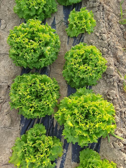 Solata leda in gentile