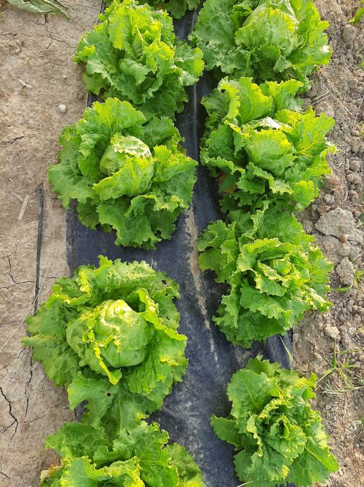 Solata leda in gentile