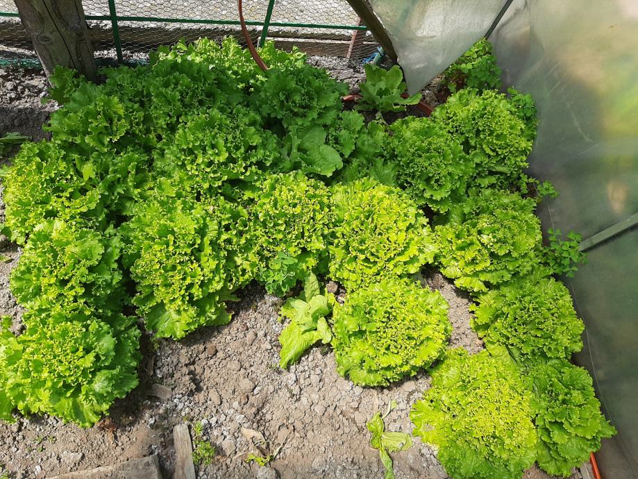 Solata leda in gentile