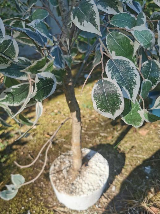 Umetna rastlina roža 2x 180cm 160cm liti v beton