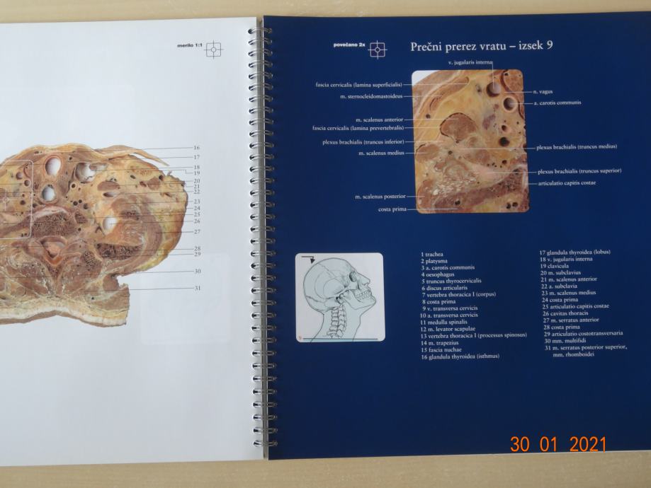 ANATOMSKI ATLAS PREREZI GLAVE IN VRATU Erika Cvetko Mija Meznarič-P.