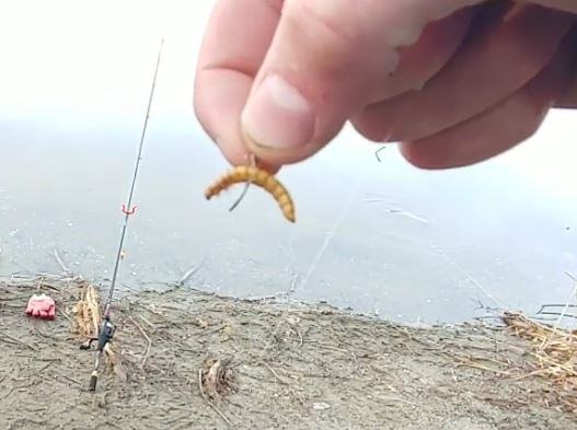 Živi mokarji (mokar ličinke) 30g