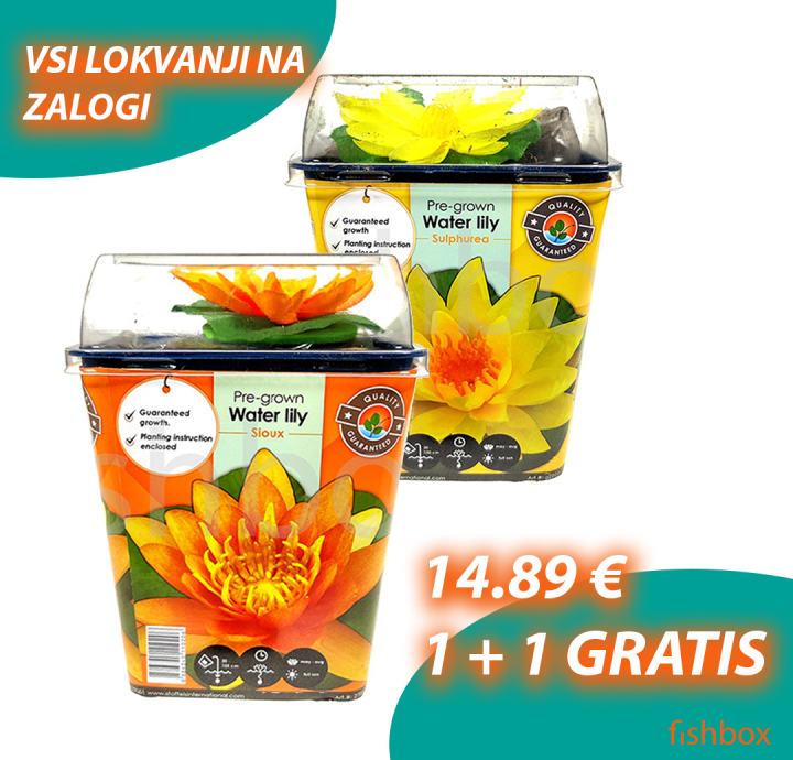 Lokvanji iz zaloge 1 + 1 GRATIS!