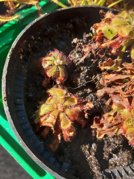 Mesojeda rastlina Drosera aliciae