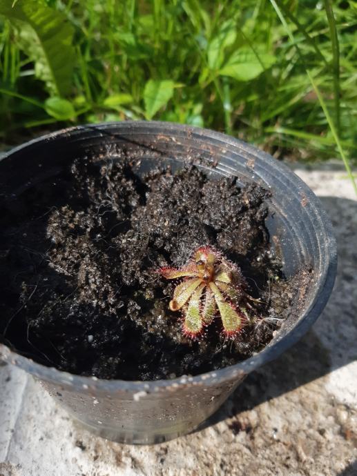 Mesojeda rastlina Drosera aliciae