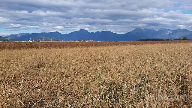Proso za krmo ptic, perutnine