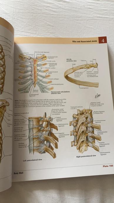 ATLAS OF HUMAN ANATOMY - NETTER 7th edition