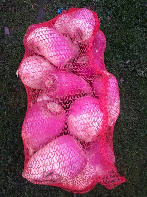 BELA REPA ZA KISANJE