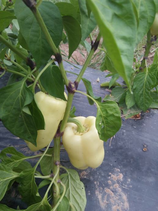Paprika
