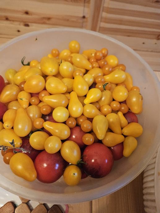 Prodam domači paradižnik, več vrst ;))