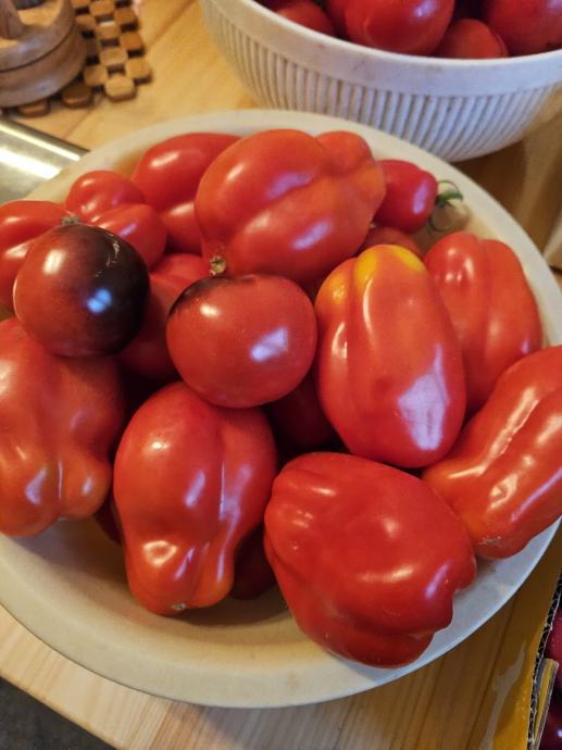 Prodam domači paradižnik, več vrst ;))