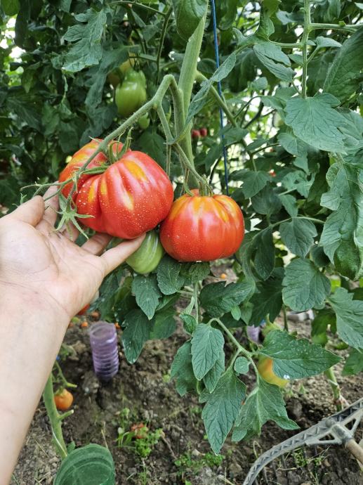 Prodam domači paradižnik, več vrst ;))